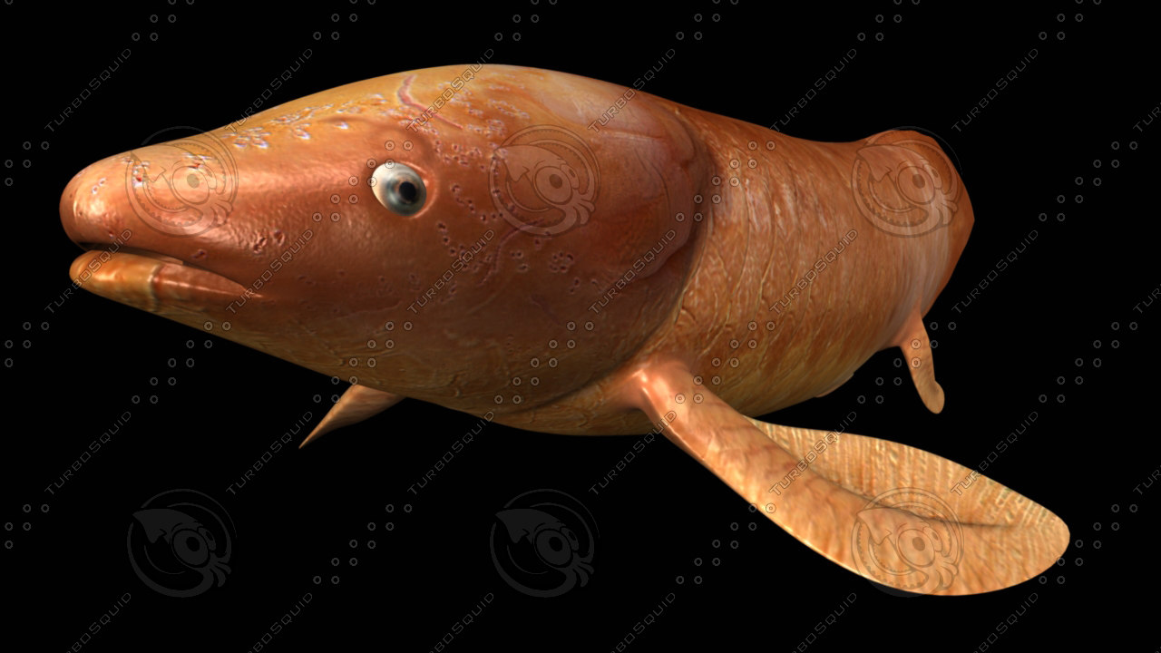 neoceratodus forsteri 3d obj