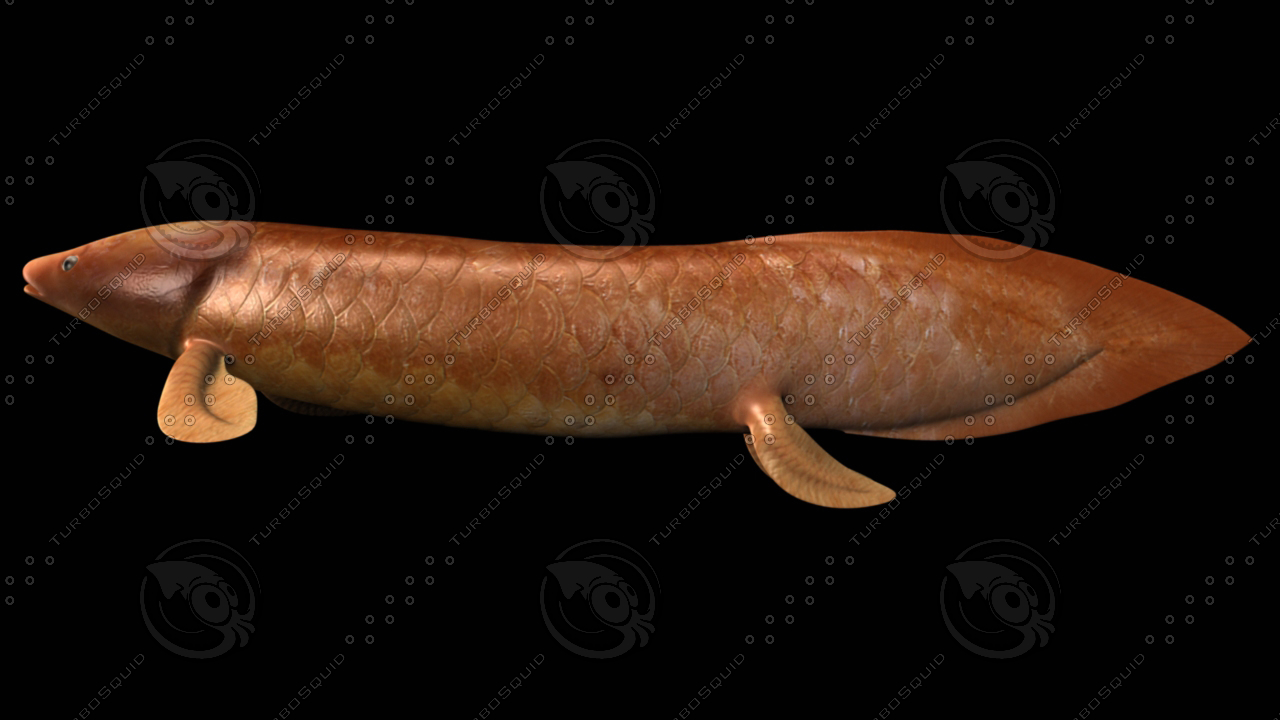 neoceratodus forsteri 3d obj