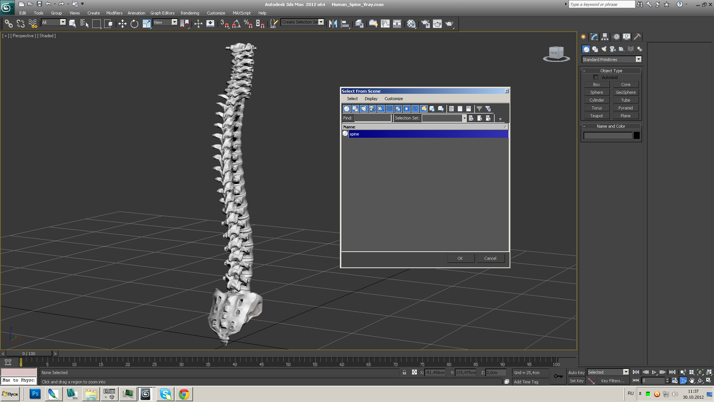 human spine 3d model