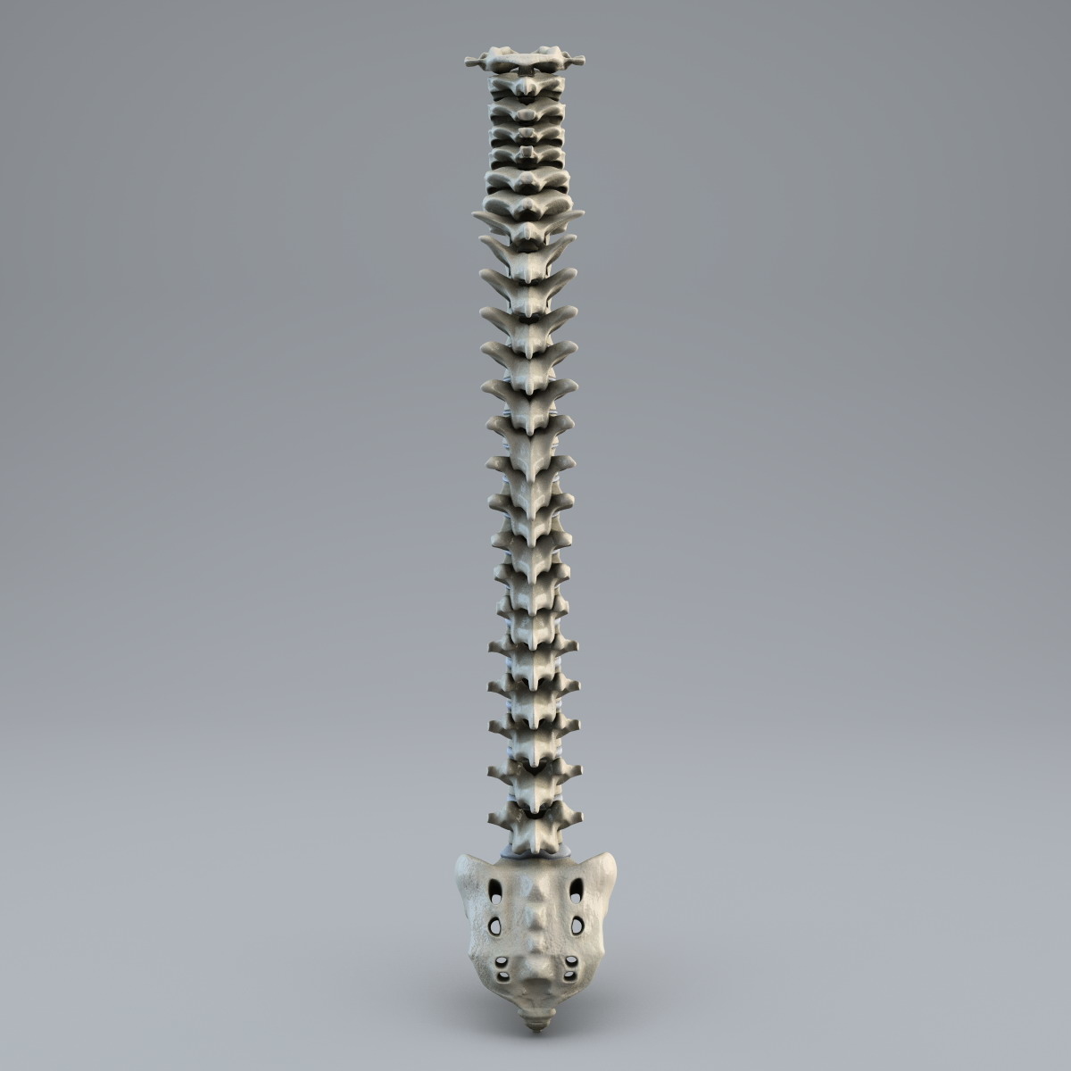 human spine 3d model