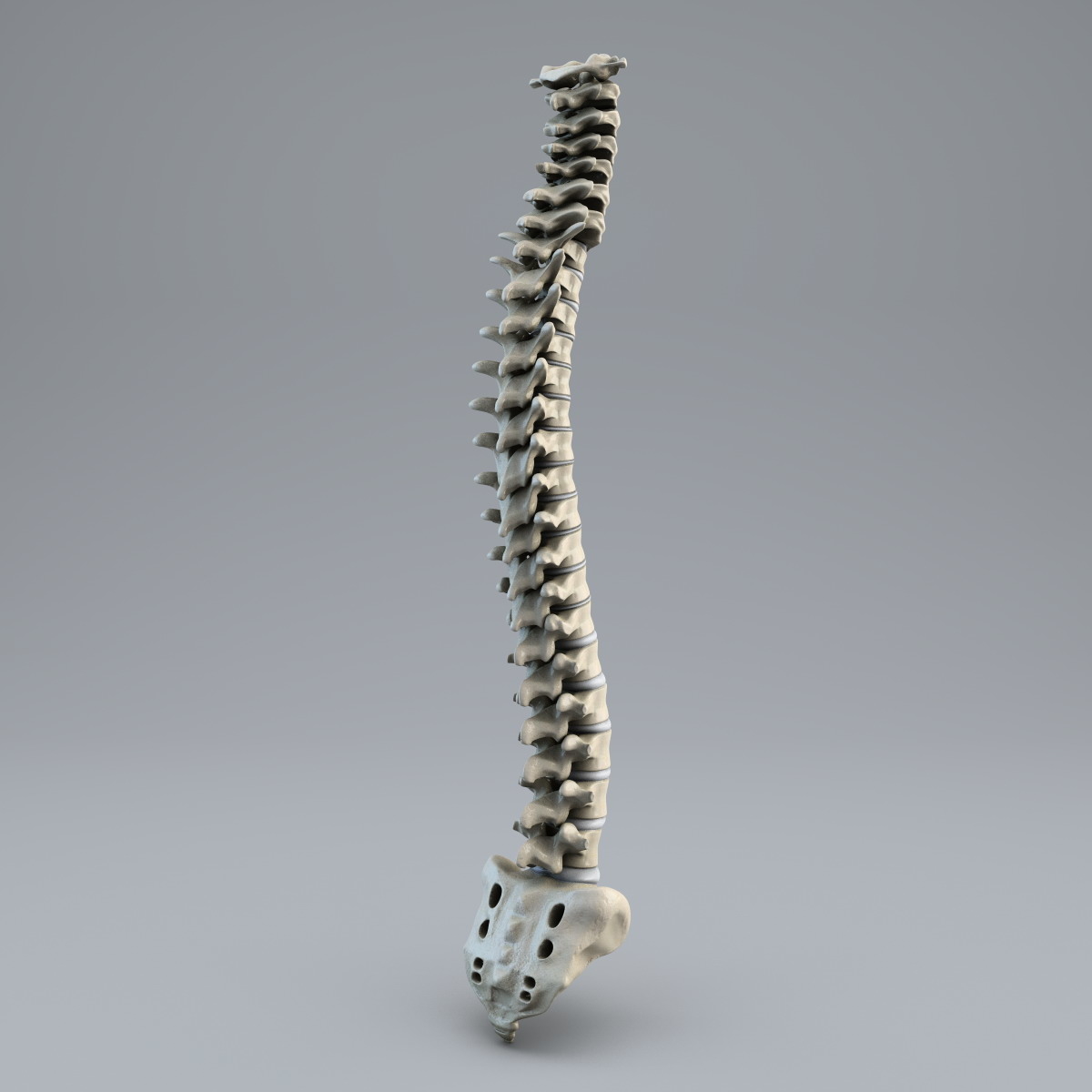 human spine 3d model