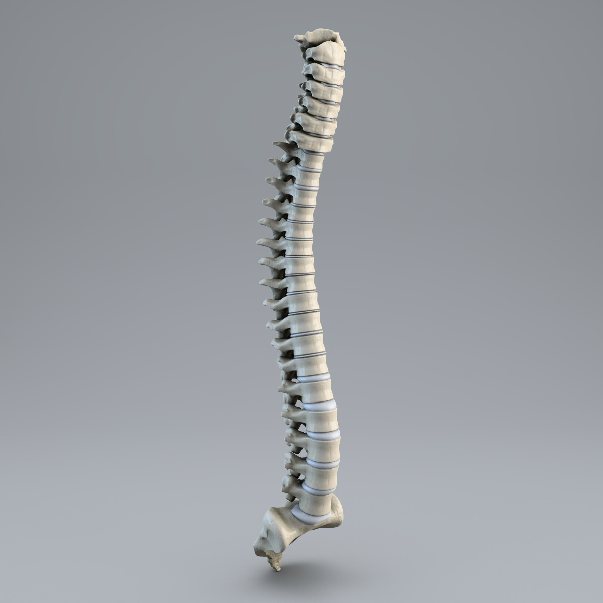 human spine 3d model