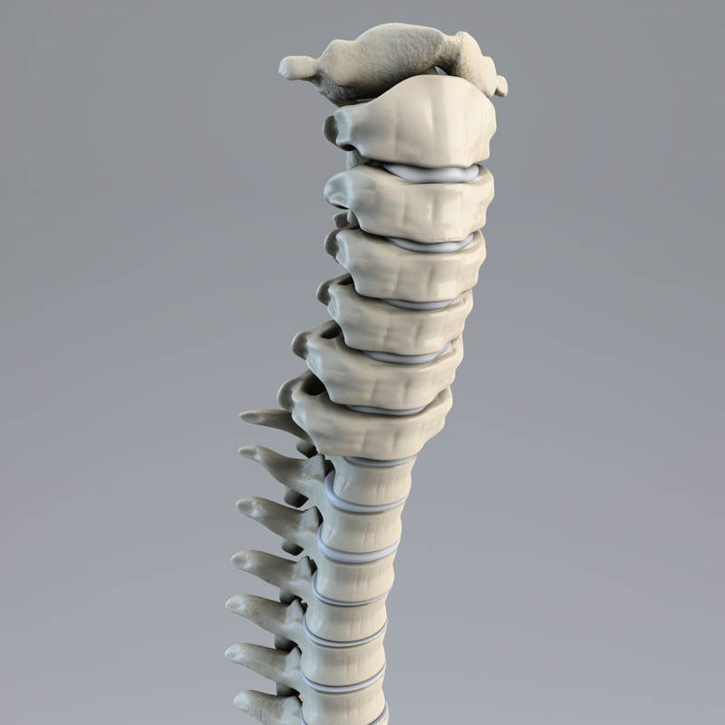 human spine 3d model