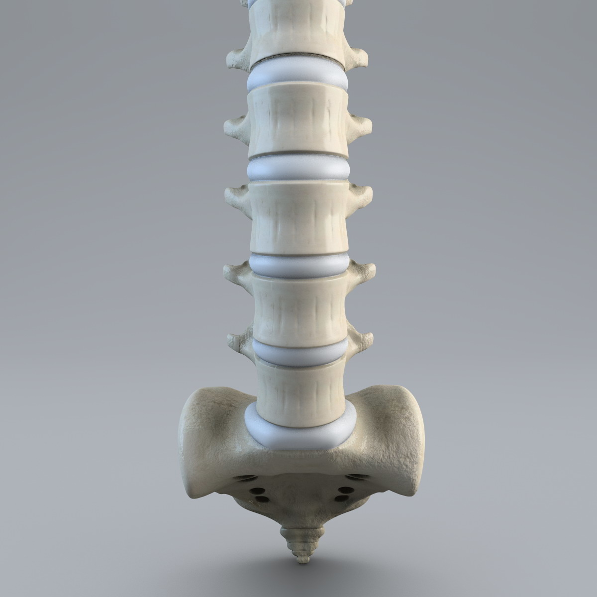 human spine 3d model