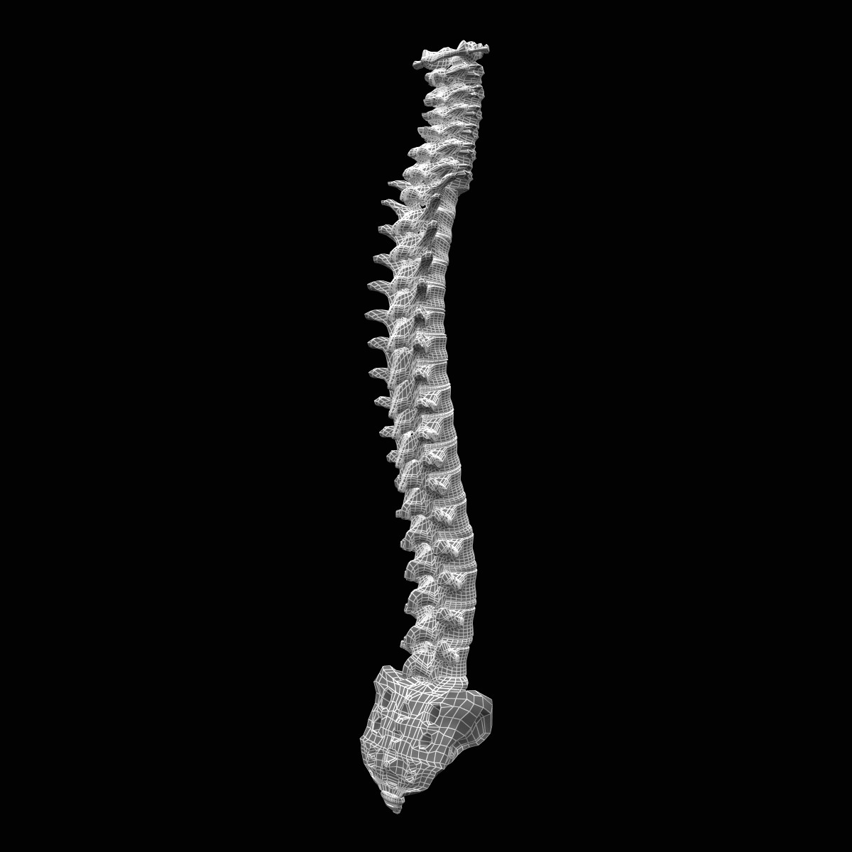 human spine 3d model