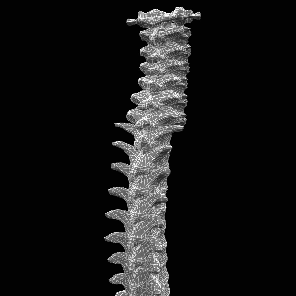 human spine 3d model