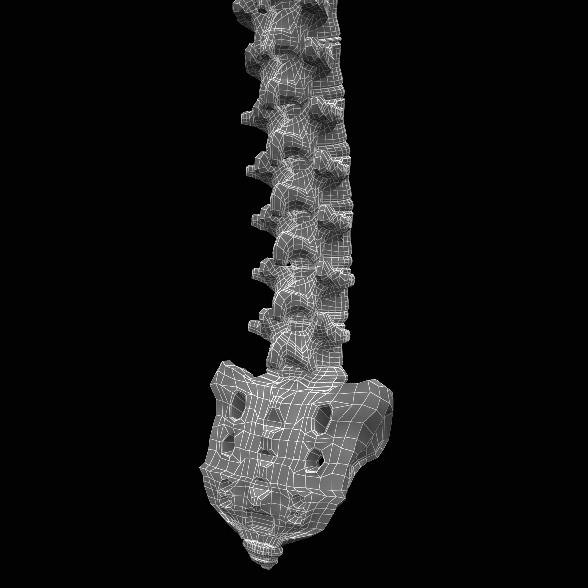 human spine 3d model