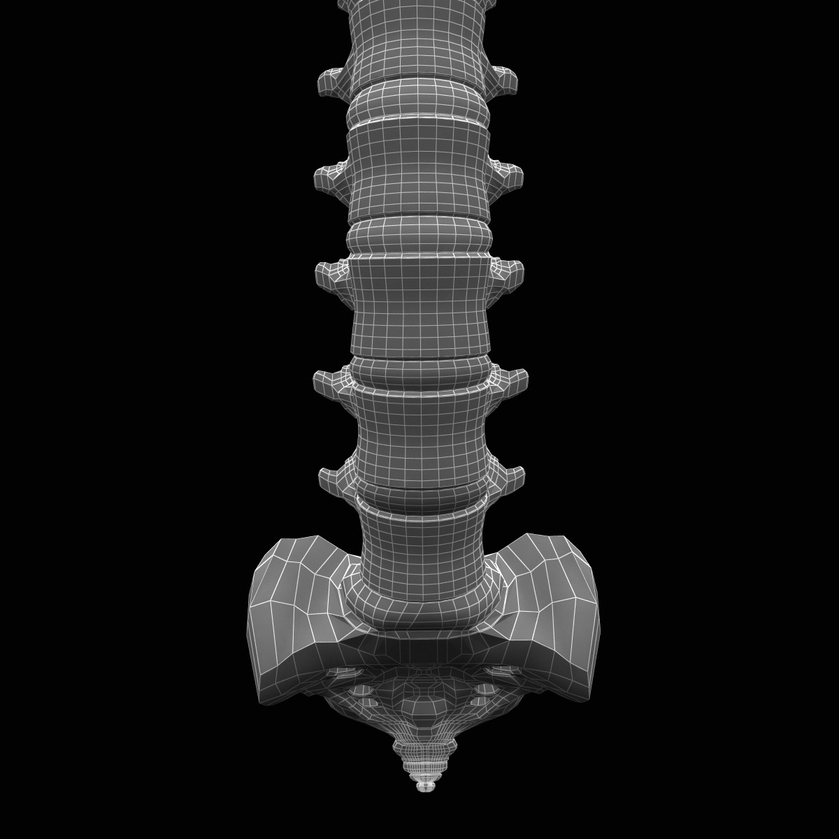 human spine 3d model