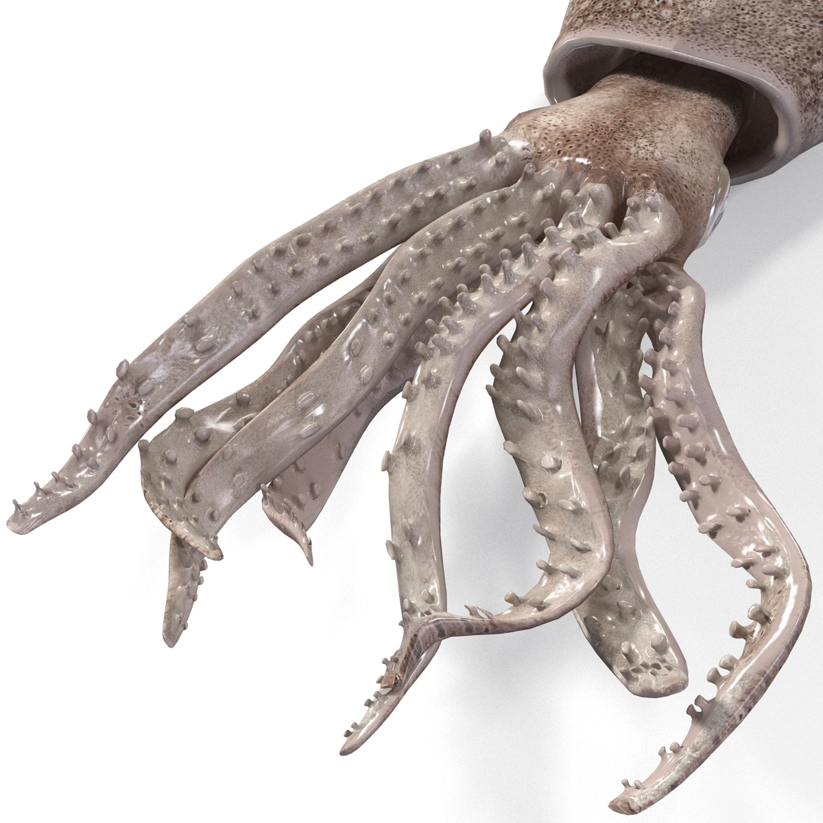 fresh squid 3d model