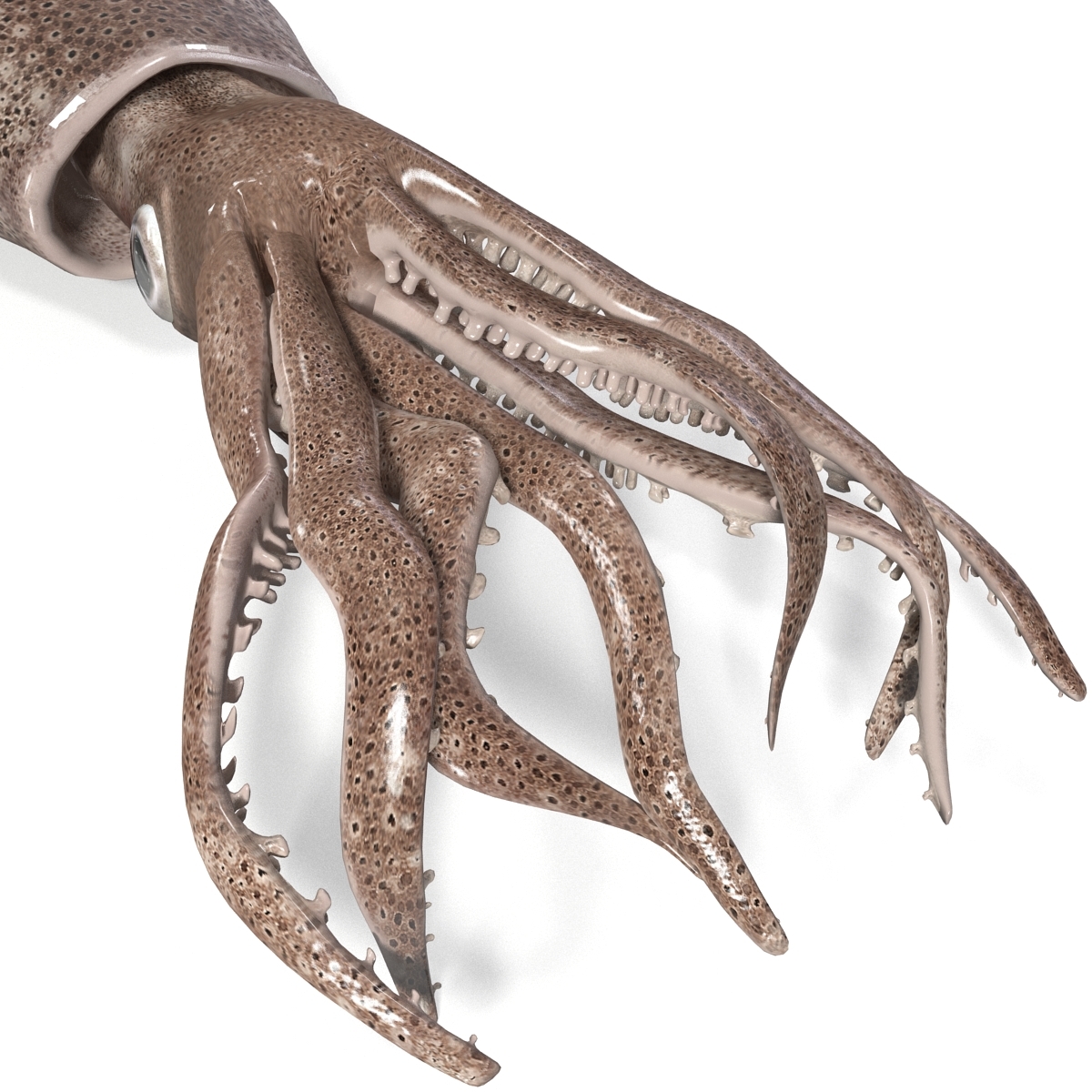 fresh squid 3d model