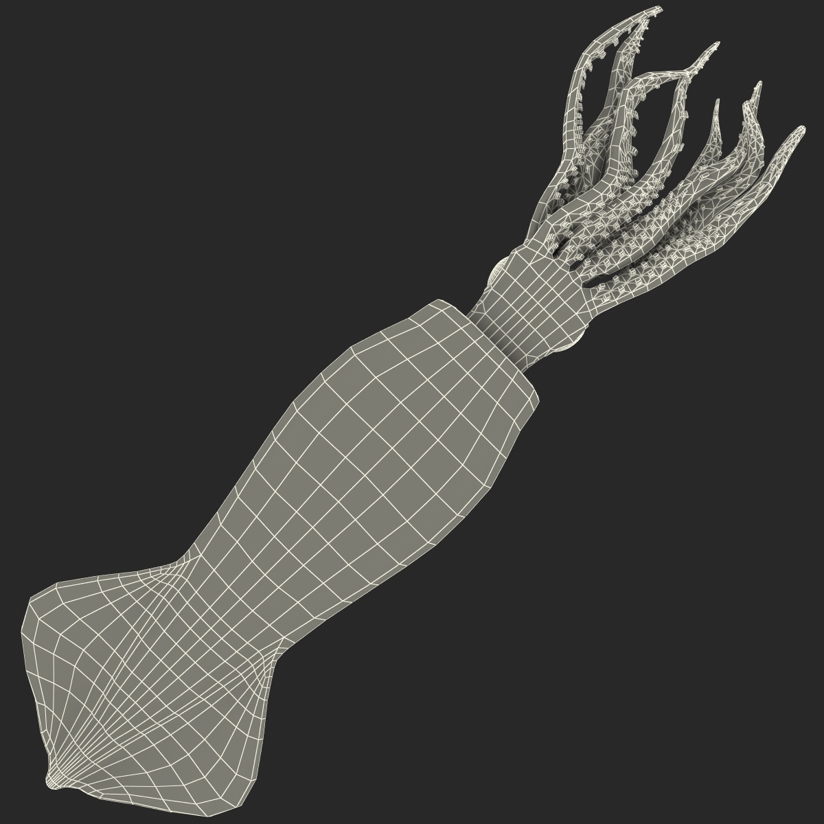 fresh squid 3d model