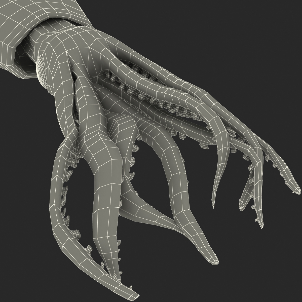 fresh squid 3d model