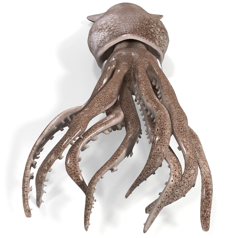 fresh squid 3d model