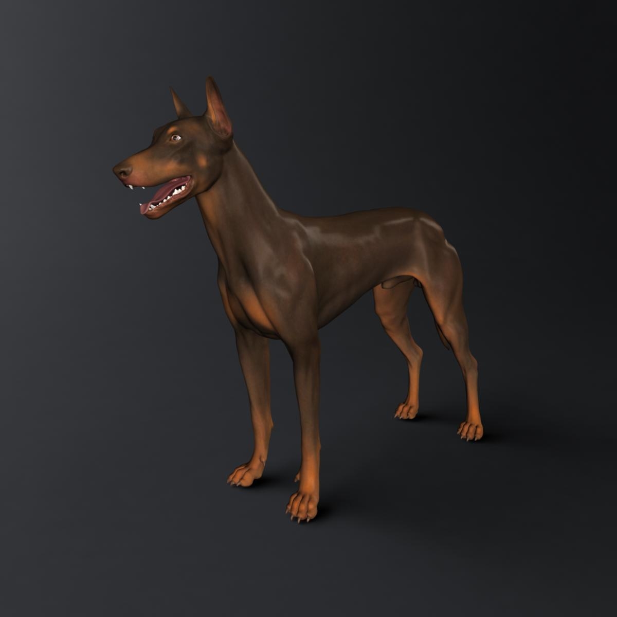 3d model doberman dog
