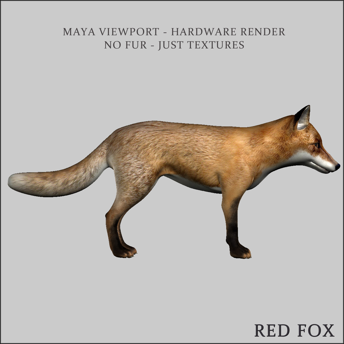 3d model red fox animation