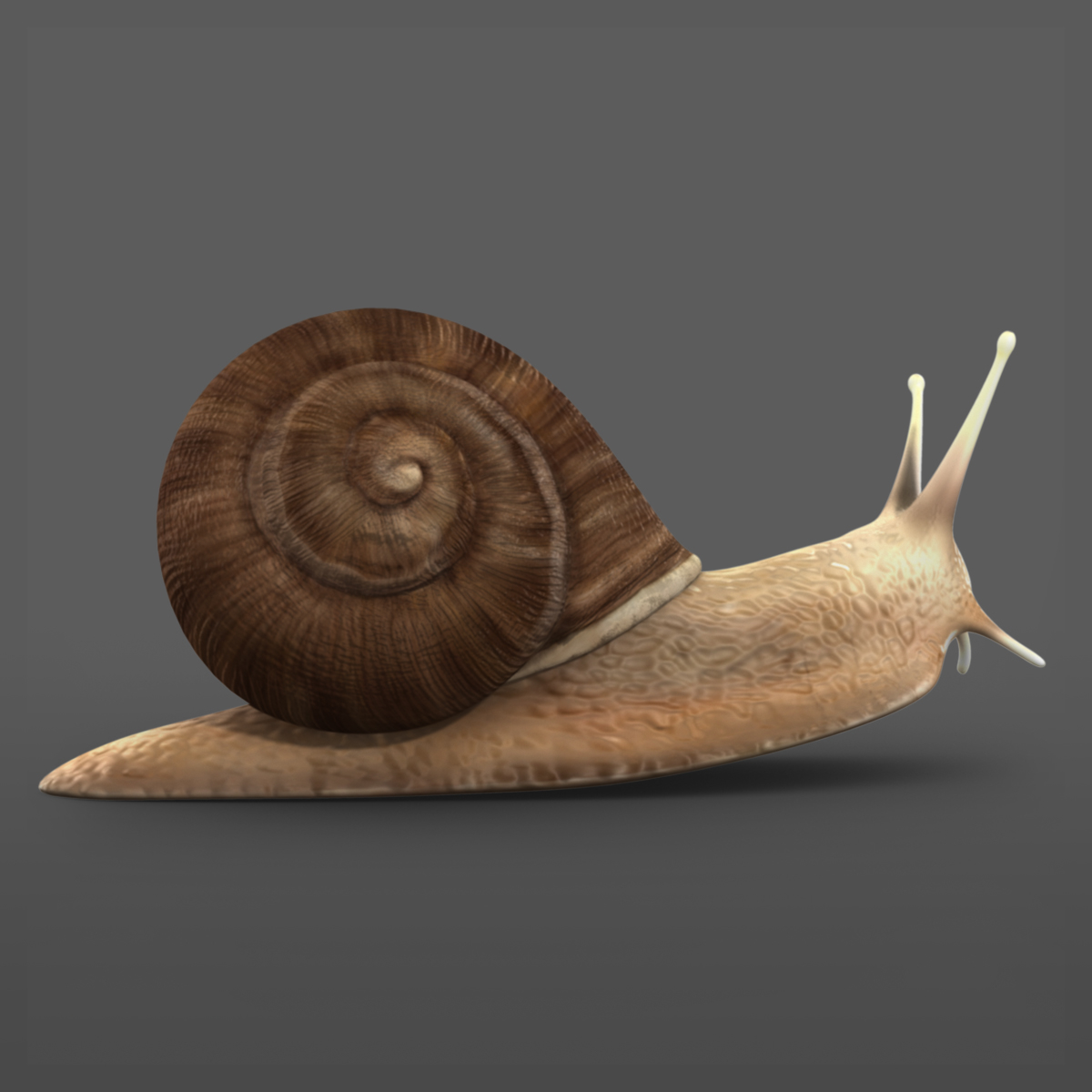 research snail obj