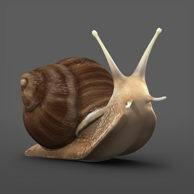 research snail obj