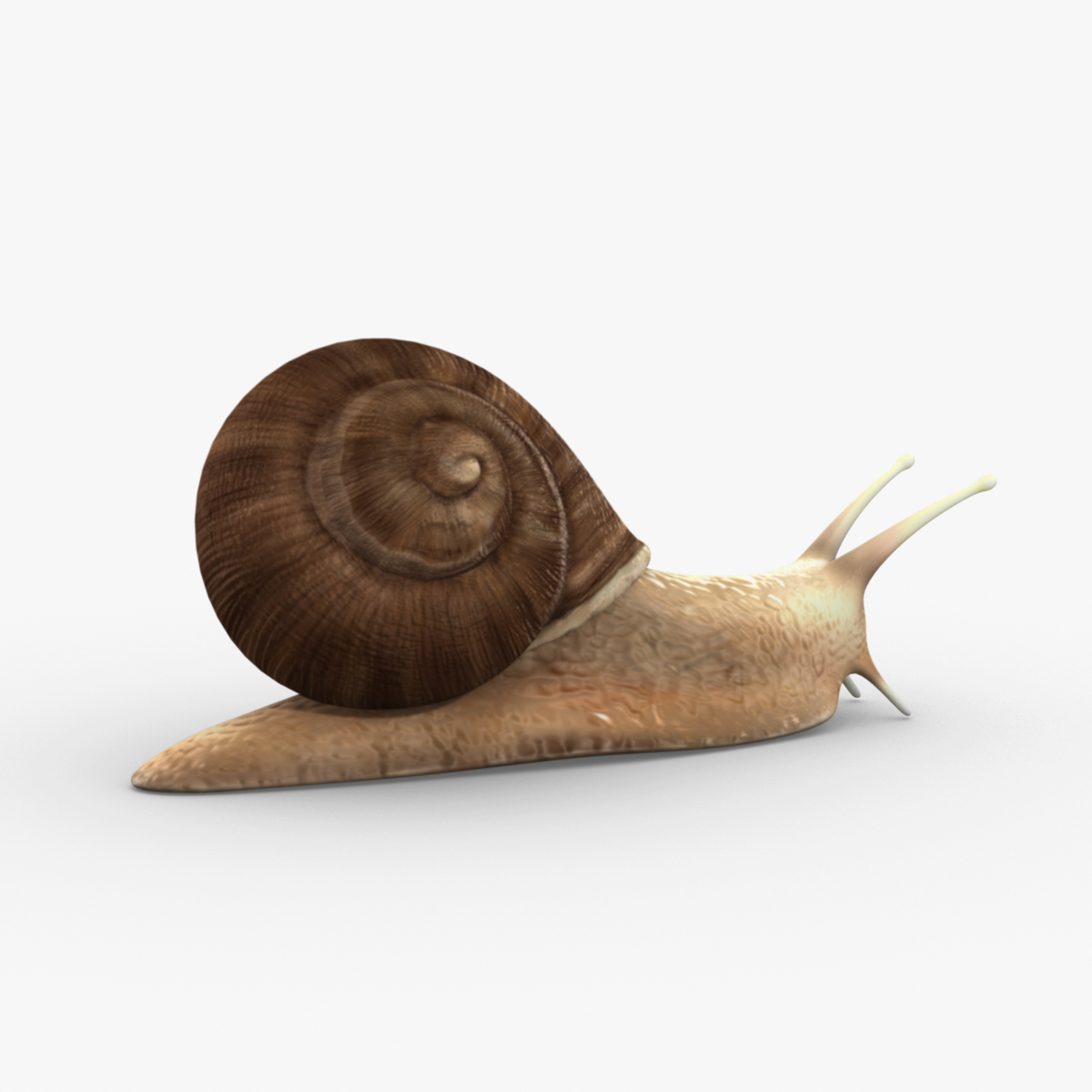 research snail obj