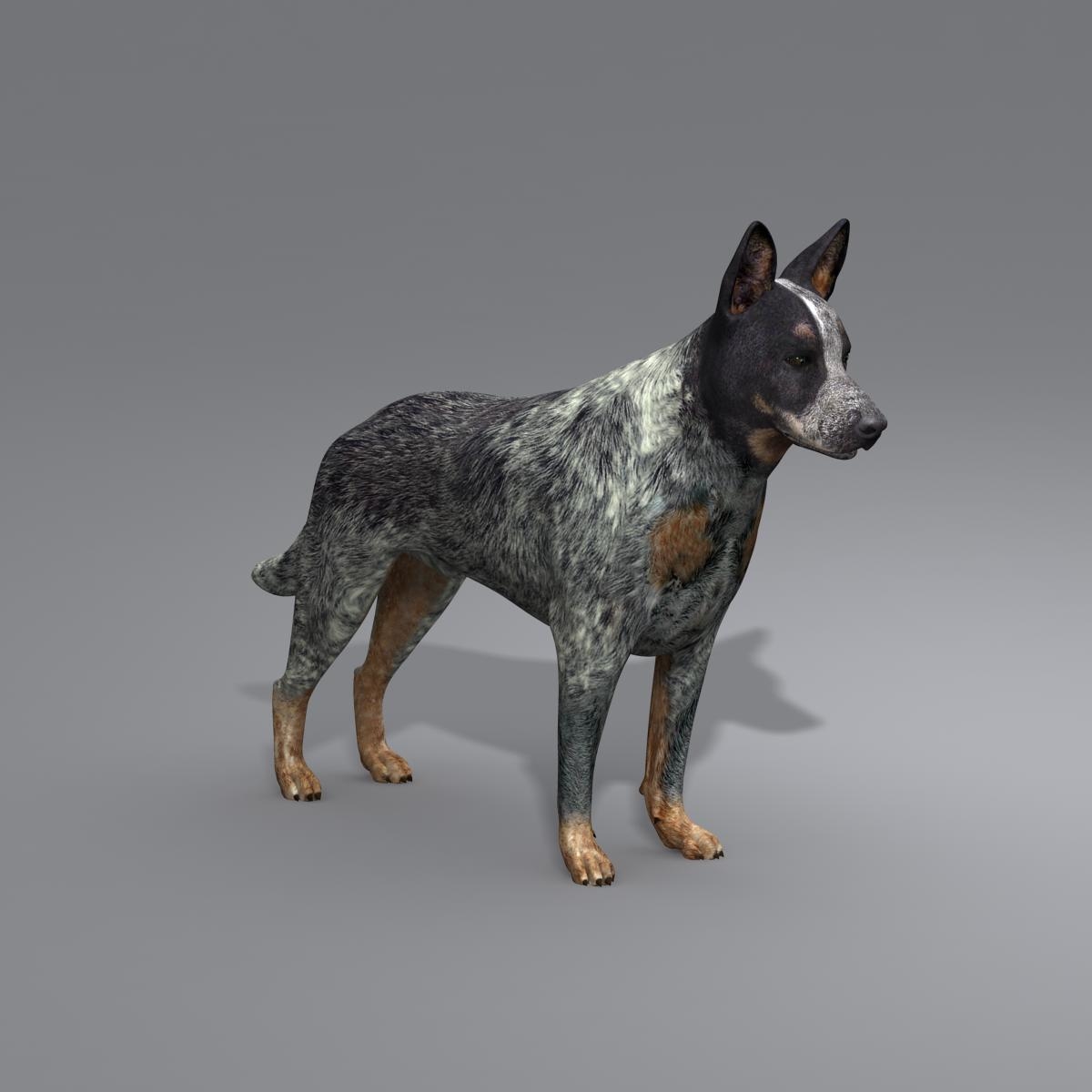 australian cattle dog obj