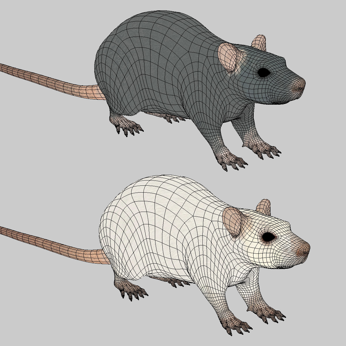 3d rats fur model