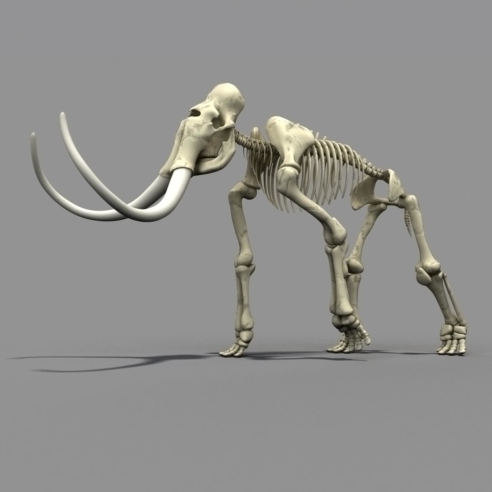 mammoth skeleton bone max