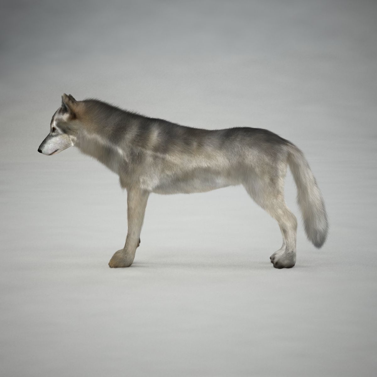realistic wolf 3d 3ds
