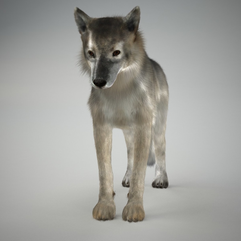realistic wolf 3d 3ds
