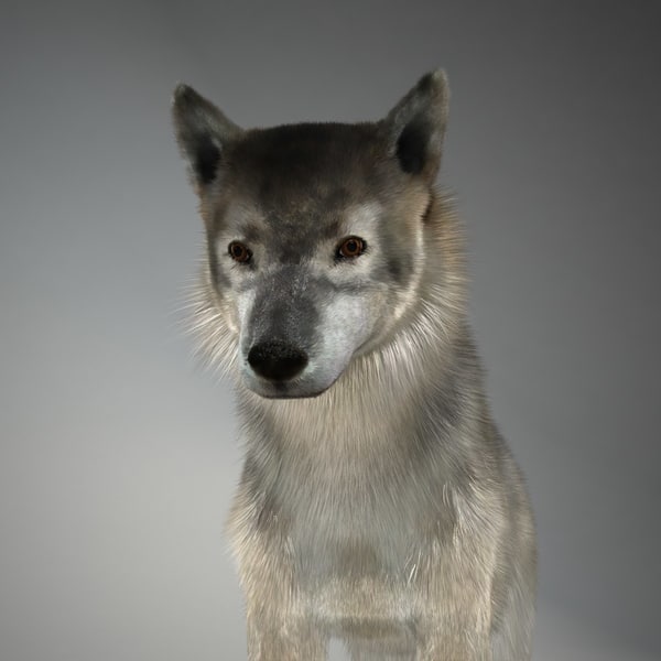 realistic wolf 3d 3ds