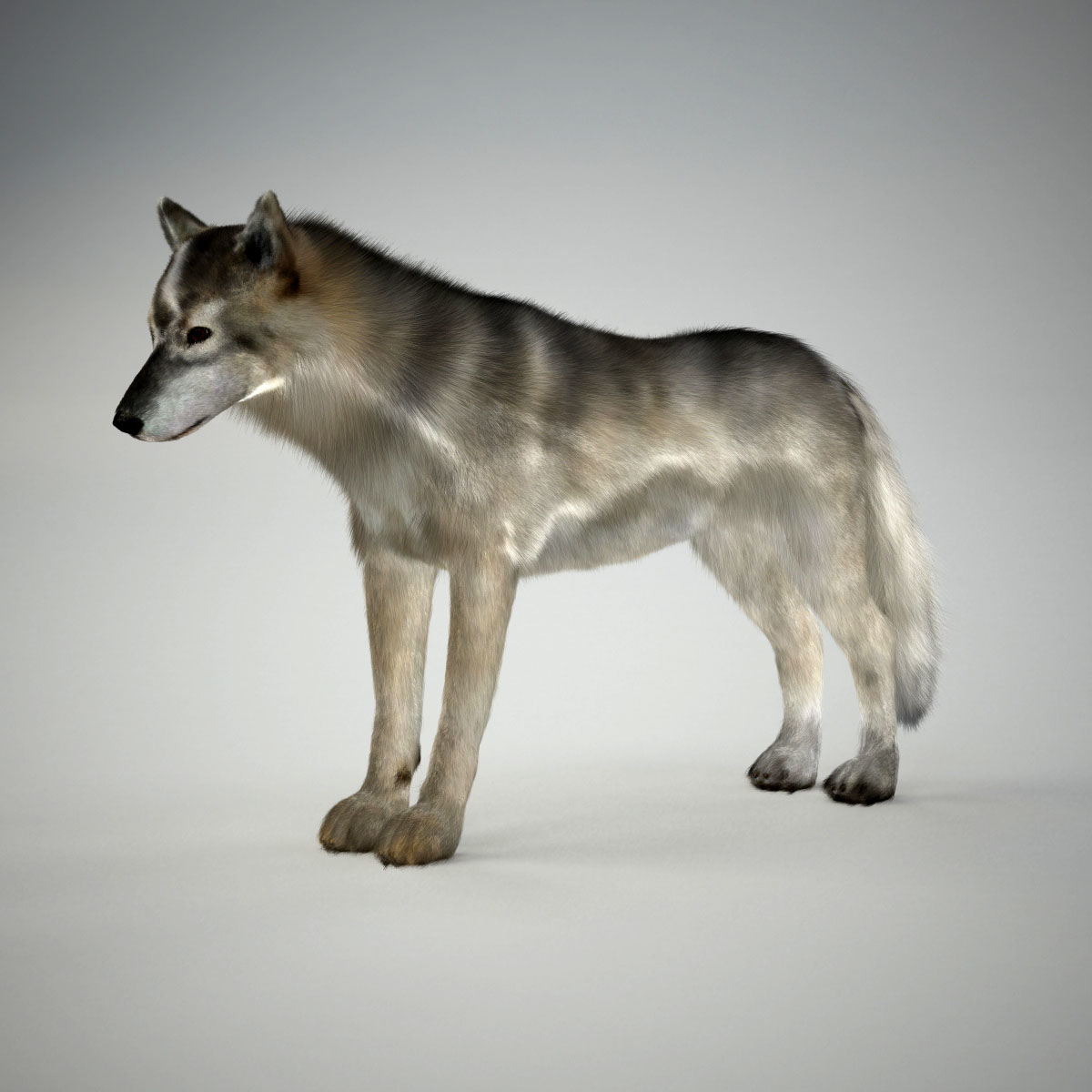 realistic wolf 3d 3ds