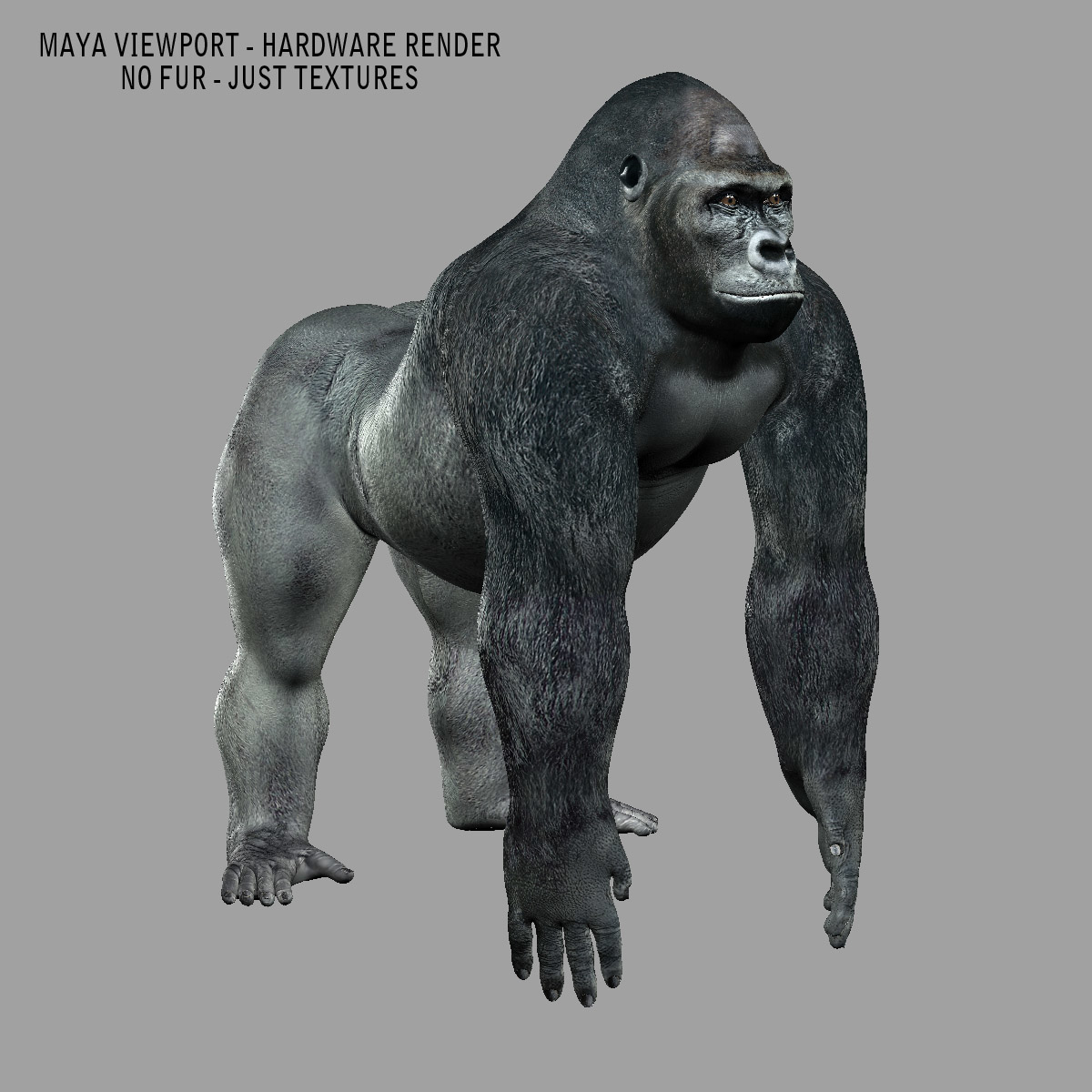 3d obj gorilla silverback