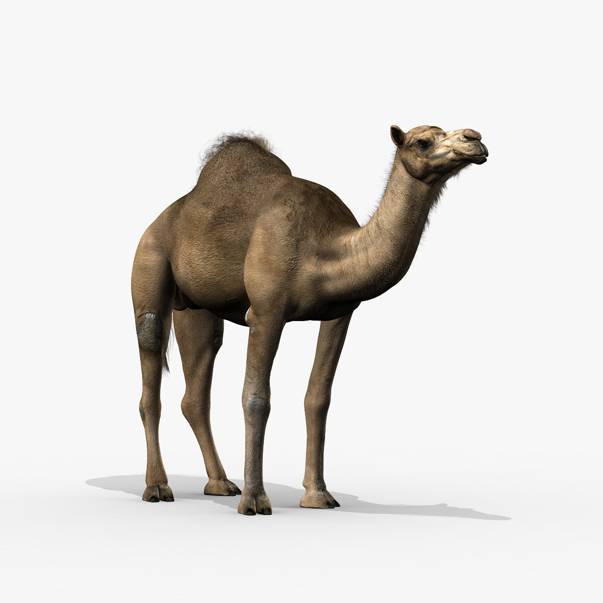 camel dromedary obj