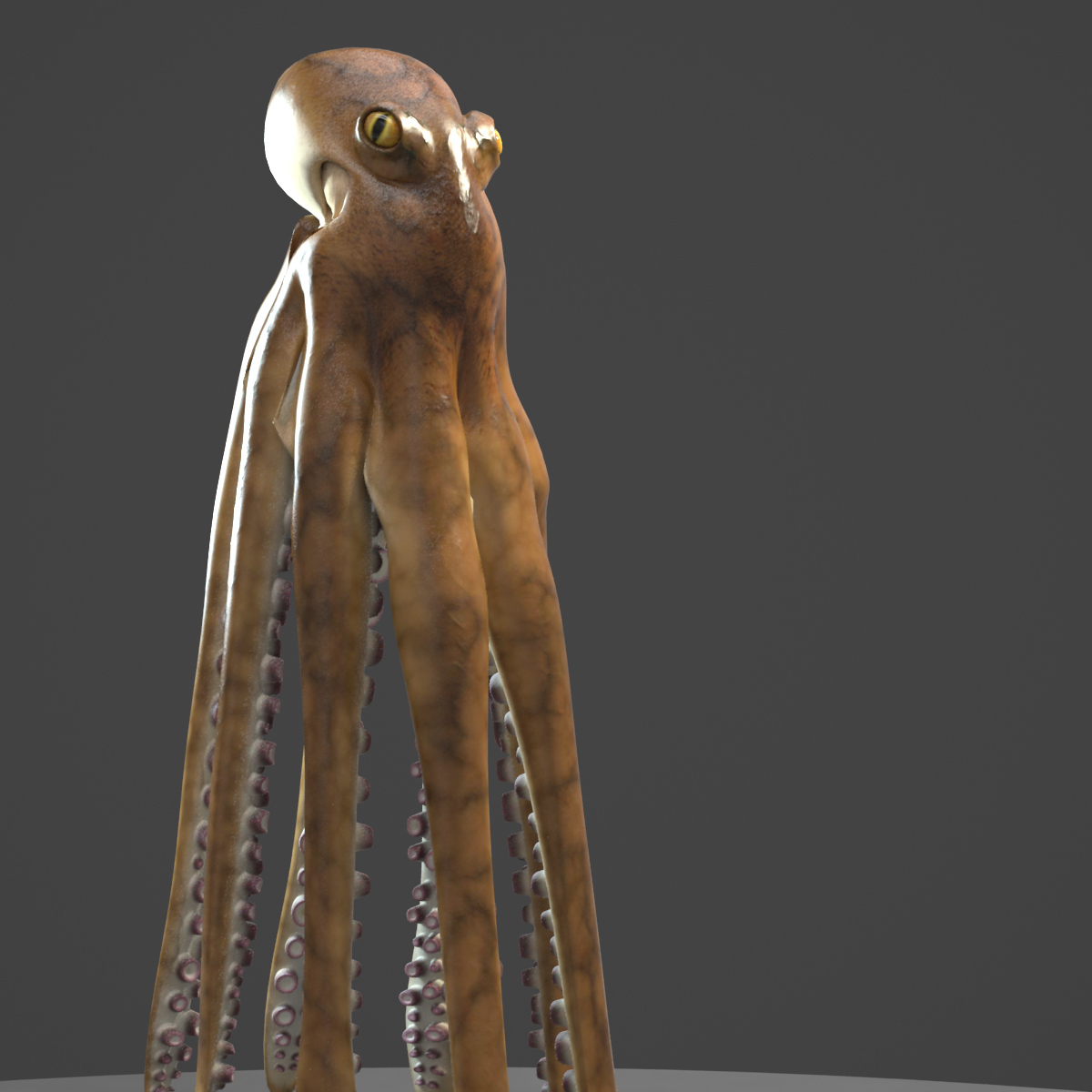 rigged giant pacific octopus 3d model