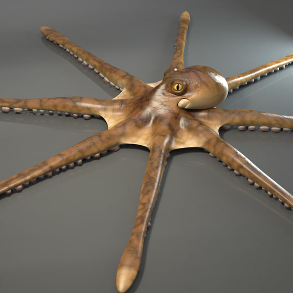 rigged giant pacific octopus 3d model