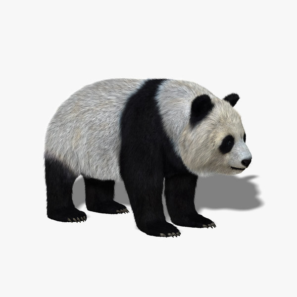 3D Panda Models | TurboSquid