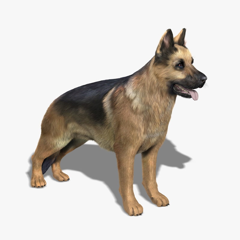 german shepherd fur 3d model