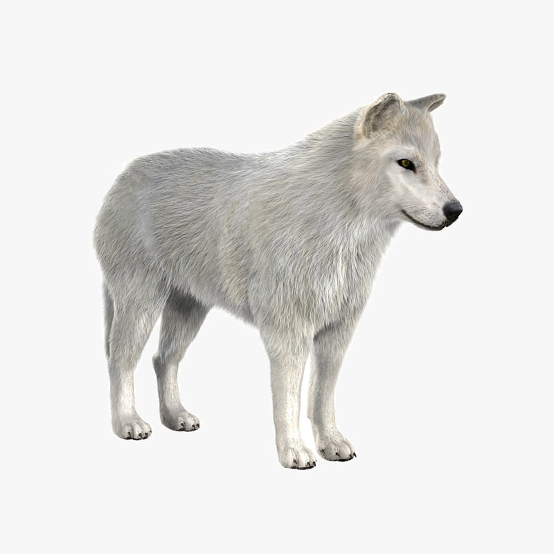 arctic wolf fur 3d model