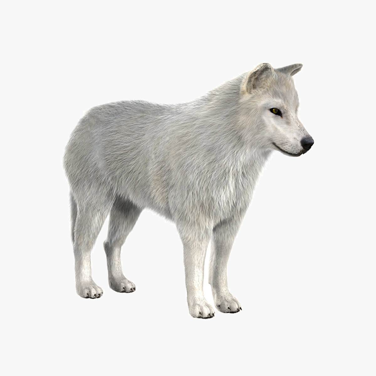 arctic wolf fur 3d model