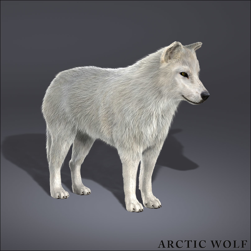 arctic wolf fur 3d model