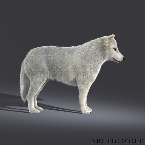 arctic wolf fur 3d model