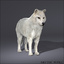 arctic wolf fur 3d model