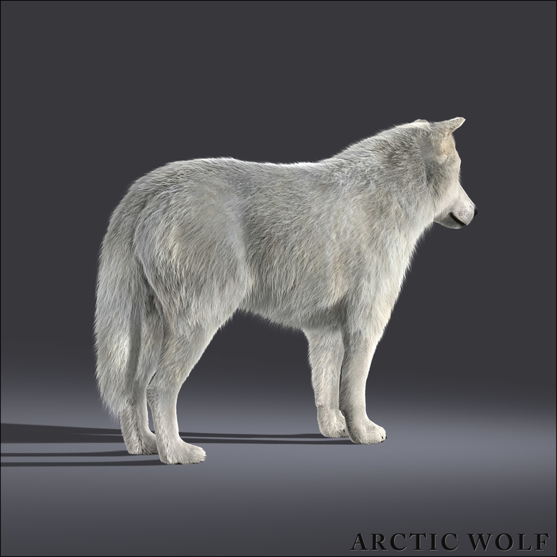arctic wolf fur 3d model