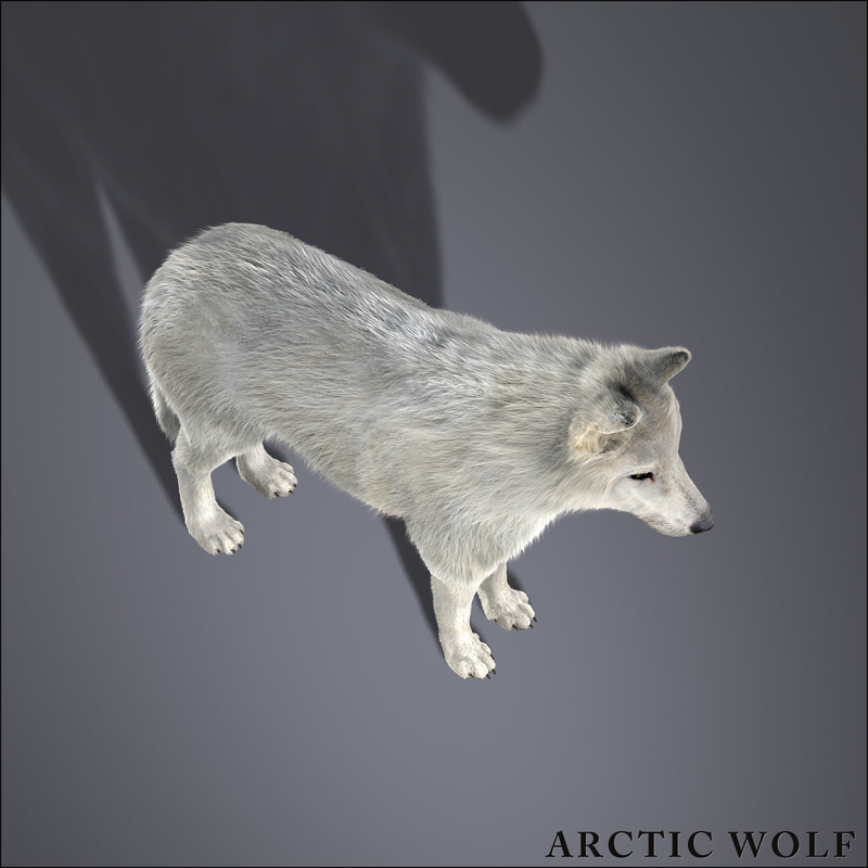 arctic wolf fur 3d model