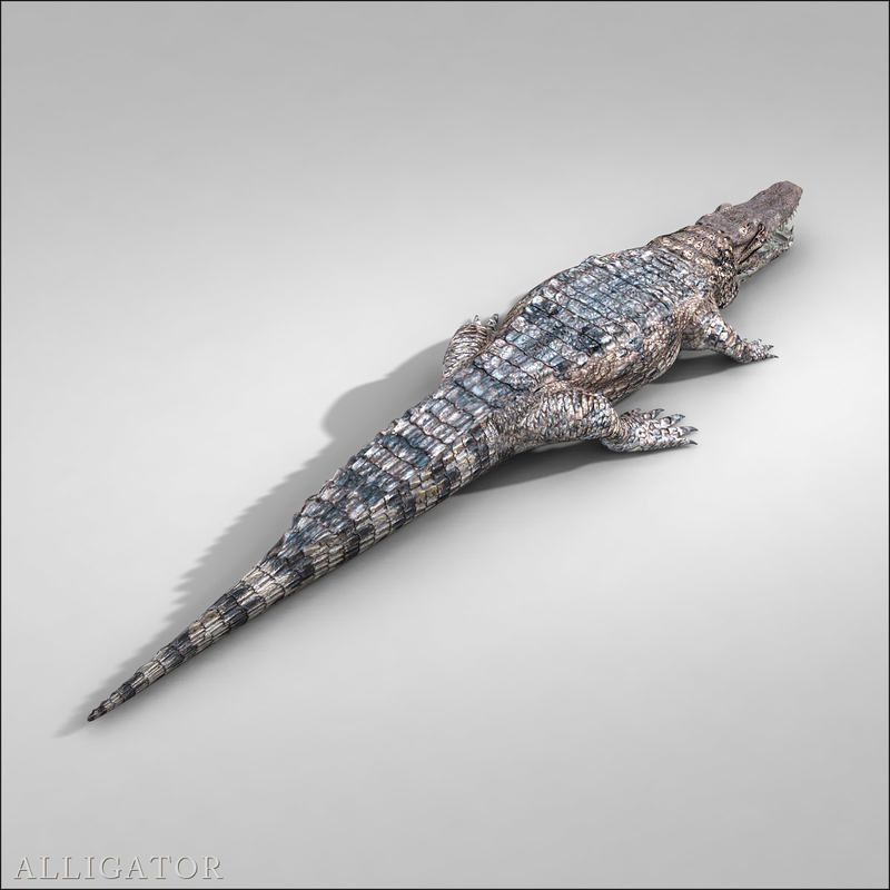 3d realistic alligator