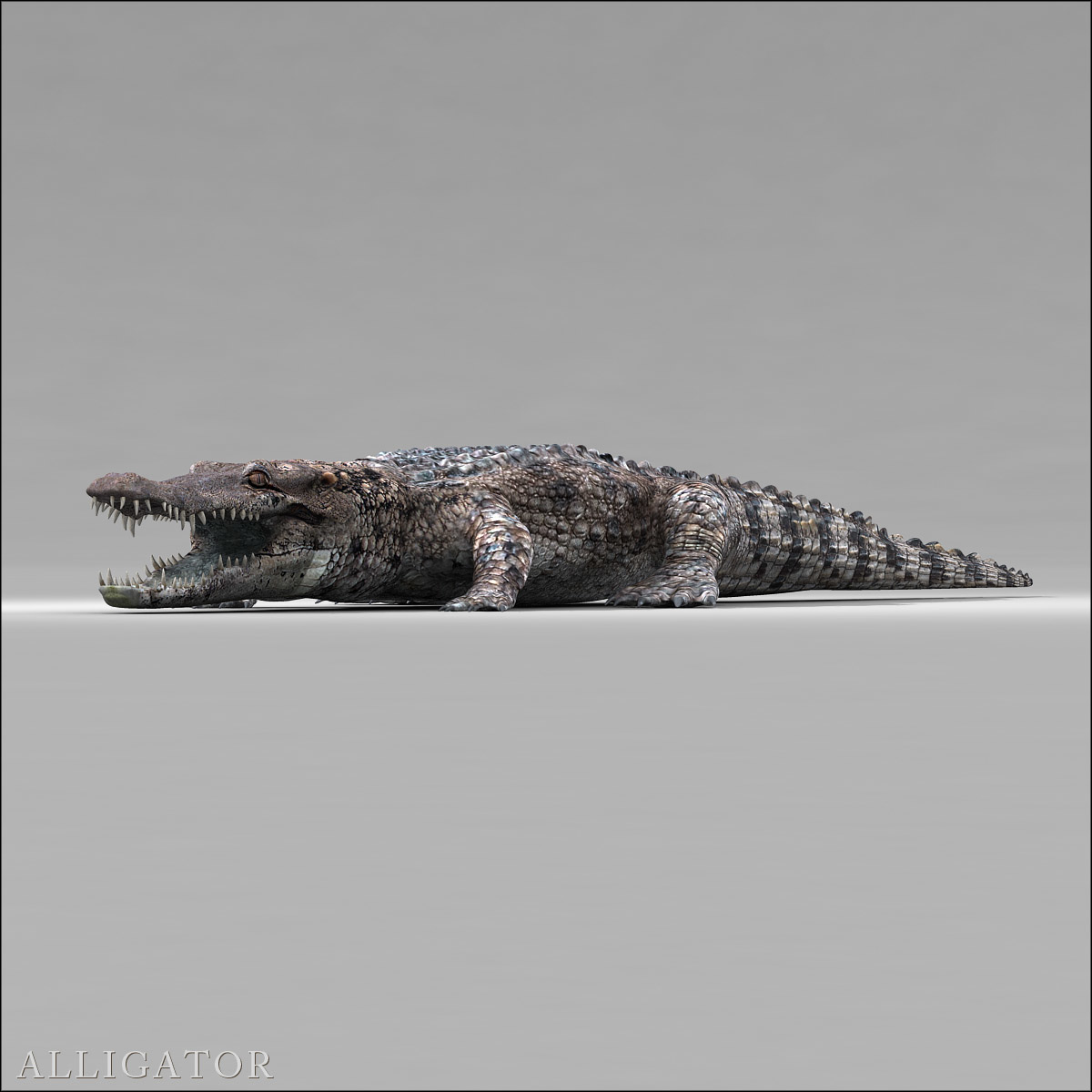 3d realistic alligator