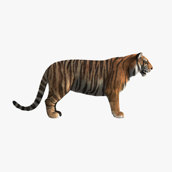 Tiger 3D Models for Download | TurboSquid