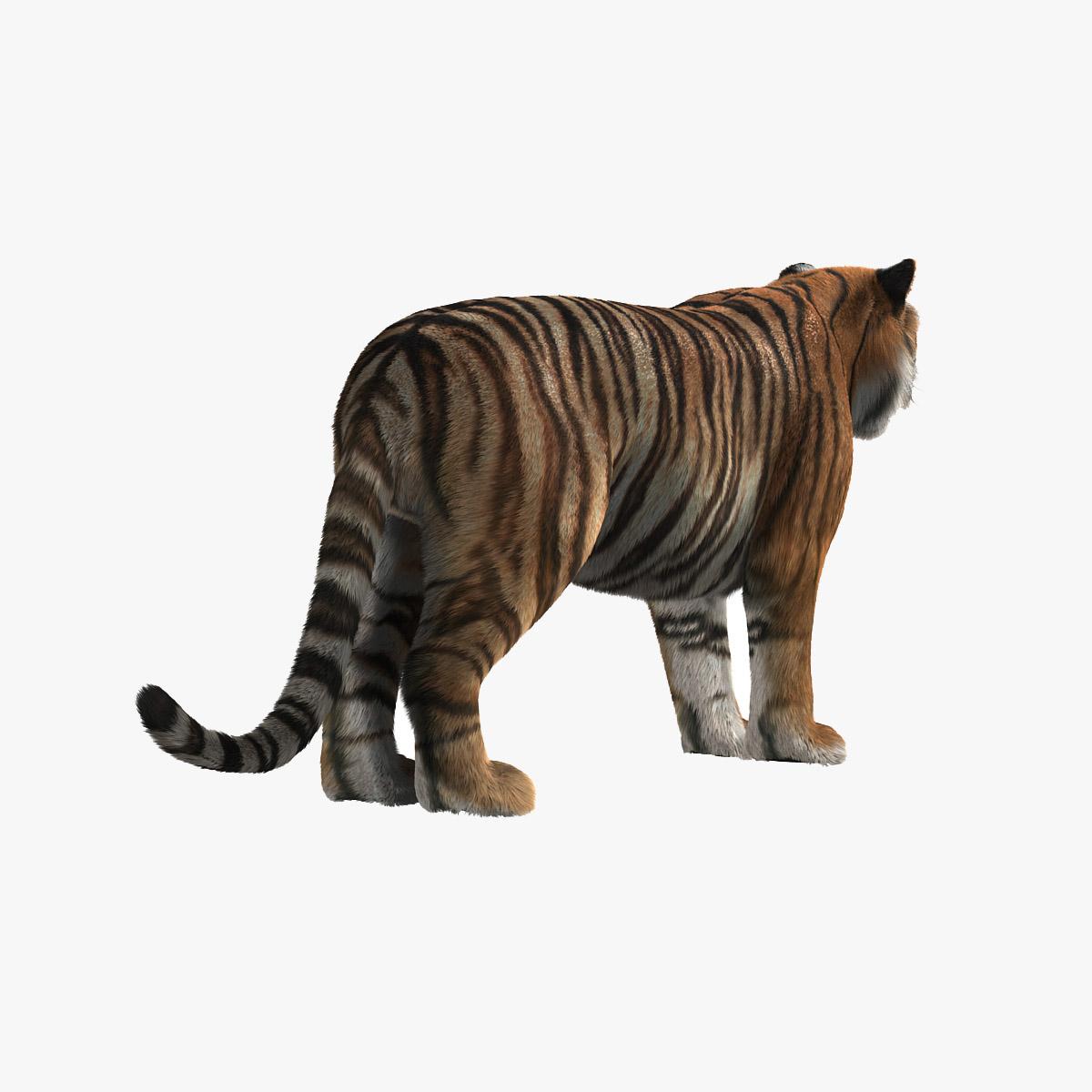 3d tiger shave haircut