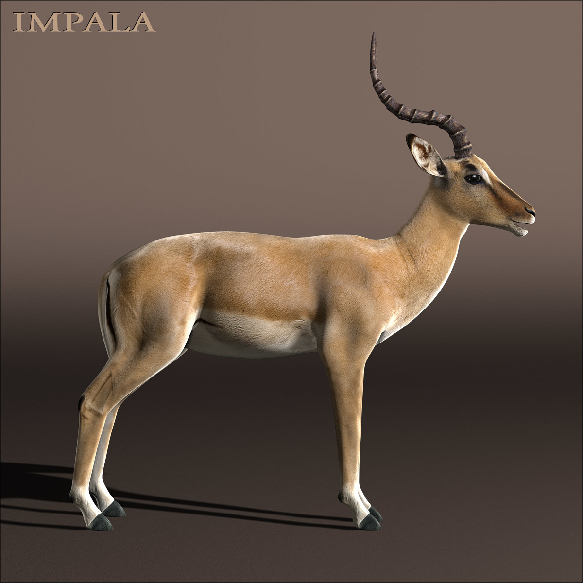 3d impala modeled model