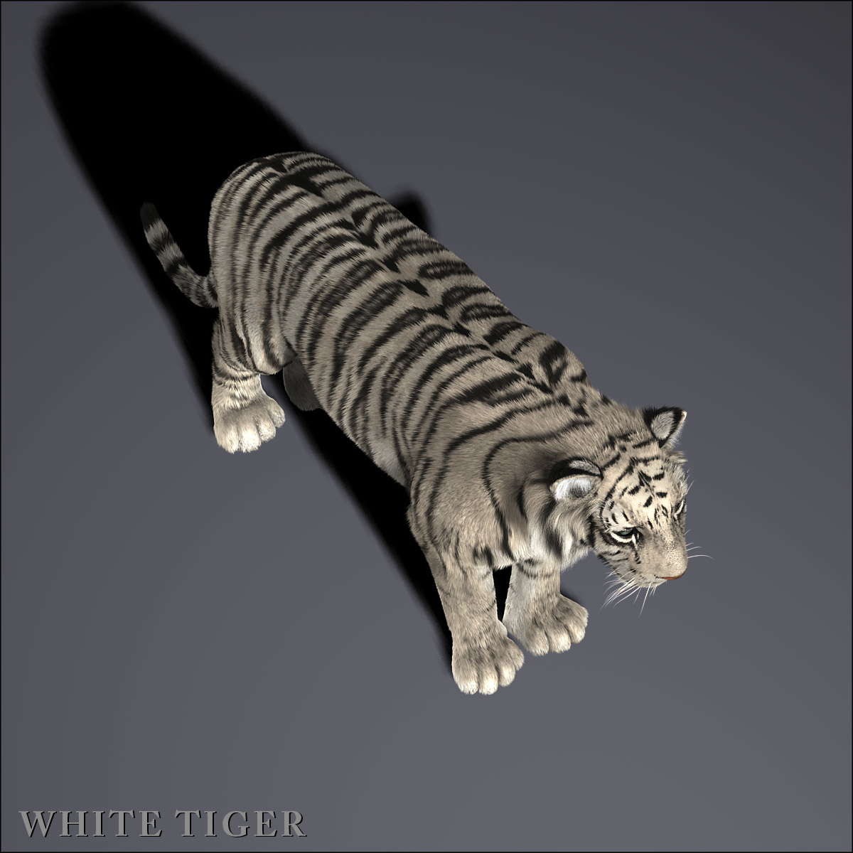 3d white tiger