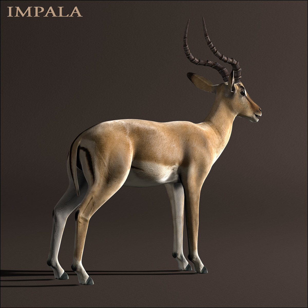 3d impala modeled model