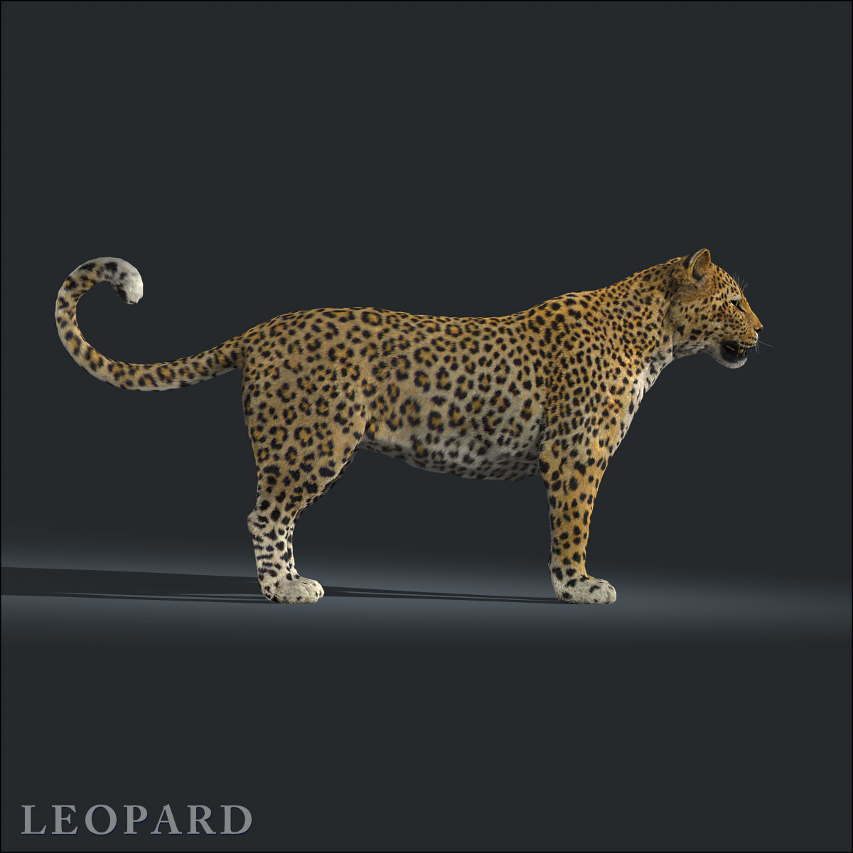 leopard fur 3d model